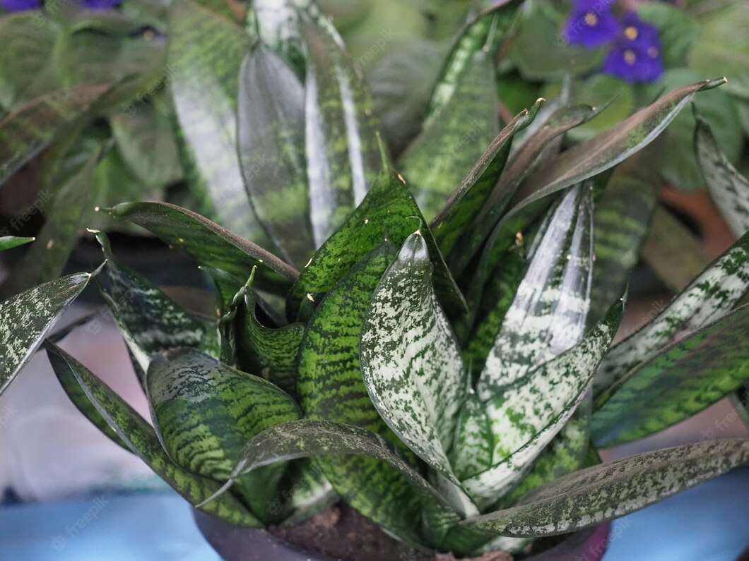 Jak správně pěstovat tchýnin jazyk - Supr bydlení